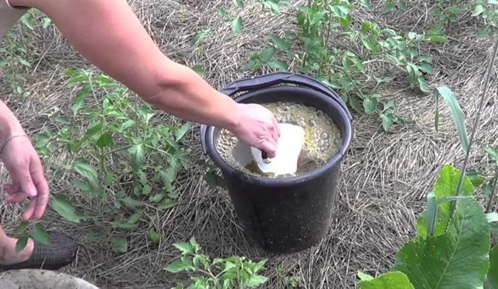 Ishrana kvascima za biljke - 9 recepata