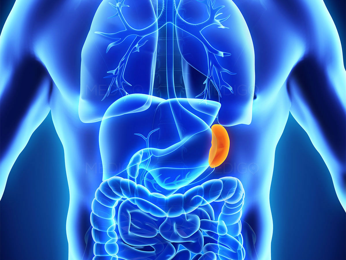 Lép: hol van, és hogyan fáj