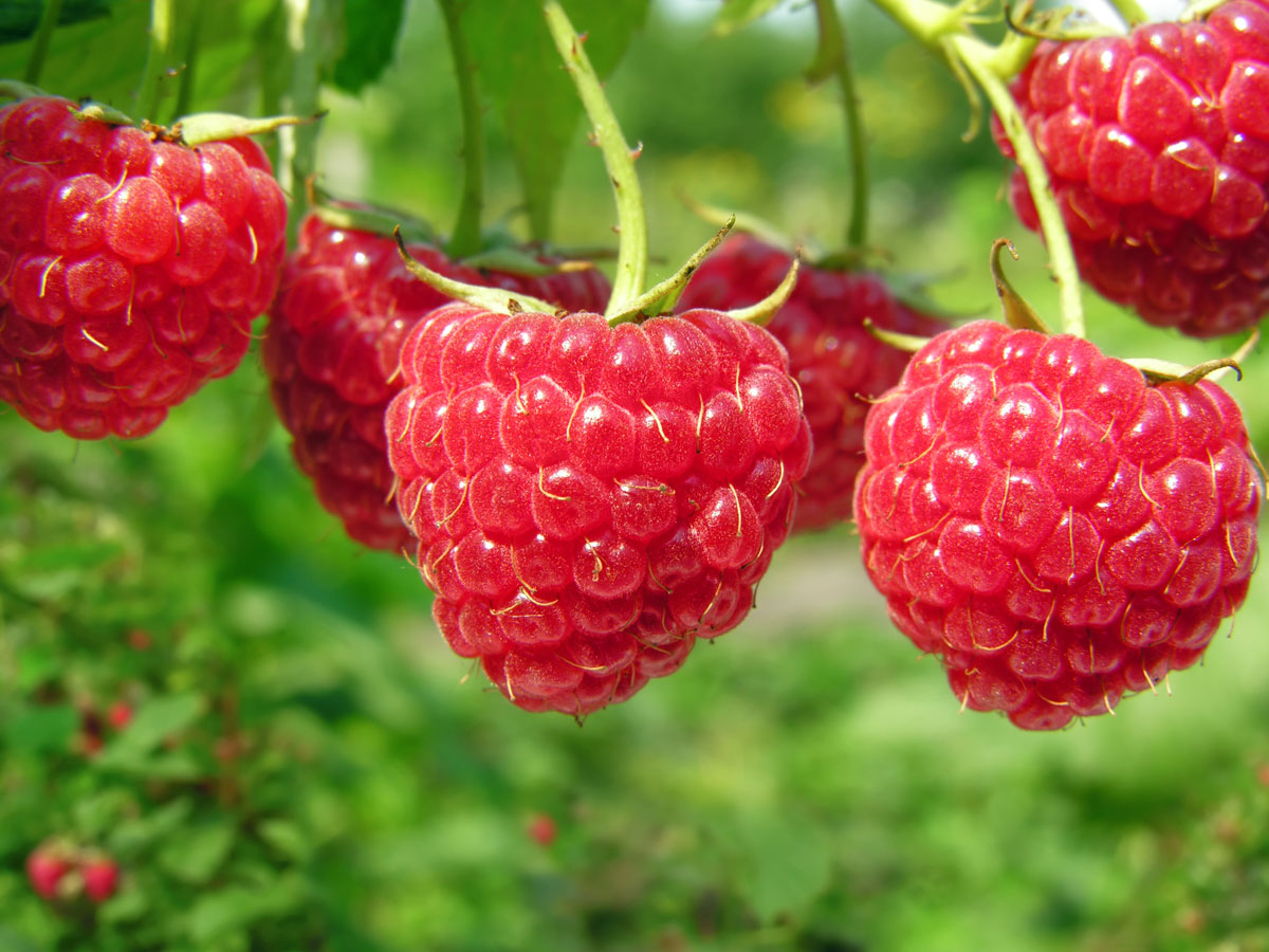 Raspberries - care, planting and pruning in the fall - how to grow and ...
