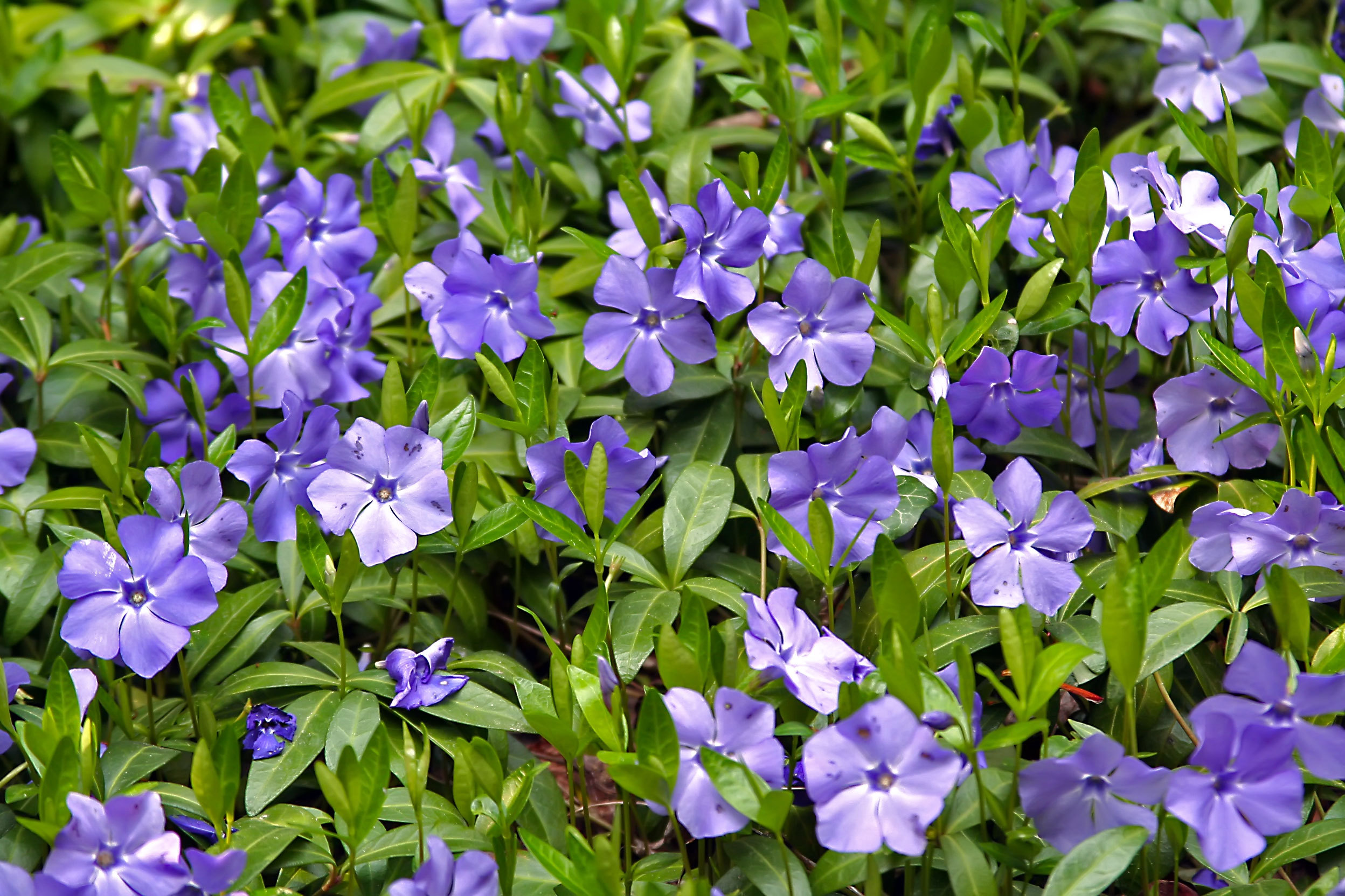 Periwinkle - planting and care in the open ground