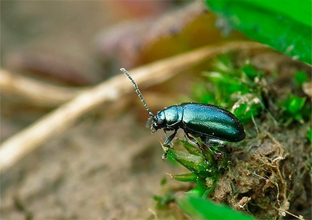 Žemės blusos namuose: kaip atsikratyti ir pasitraukti?