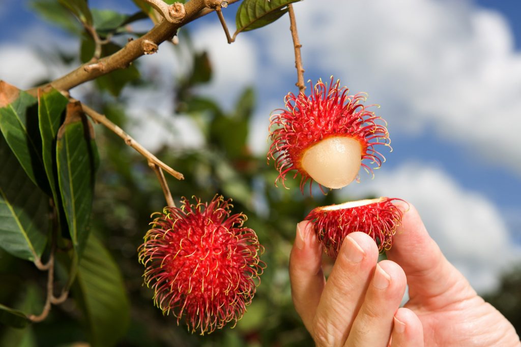 Rambutan: kung paano kainin ito at ano ang mga kapaki-pakinabang na ...