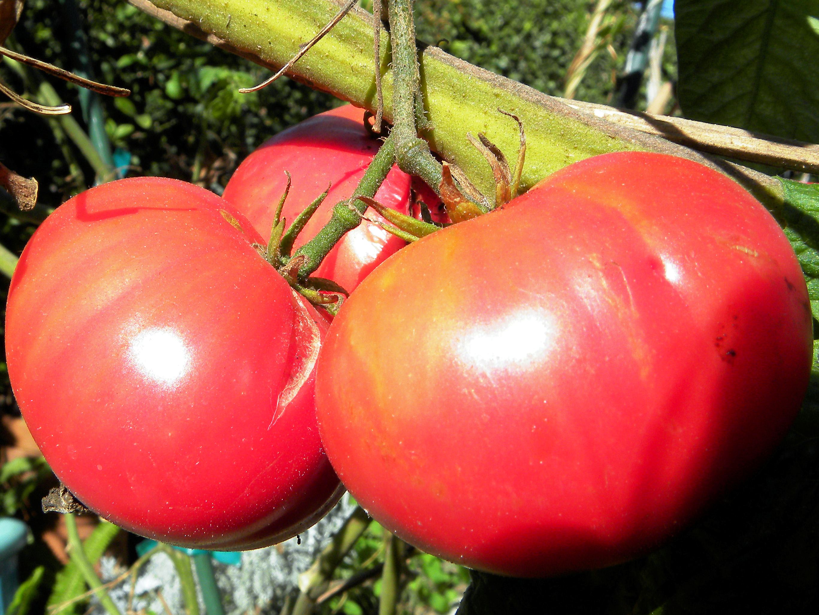 Tomato Wild Rose: kenmerken en beschrijving van de variëteit, zorg en teelt