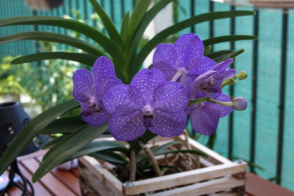 Orchid Wanda: description, cultivation and care at home