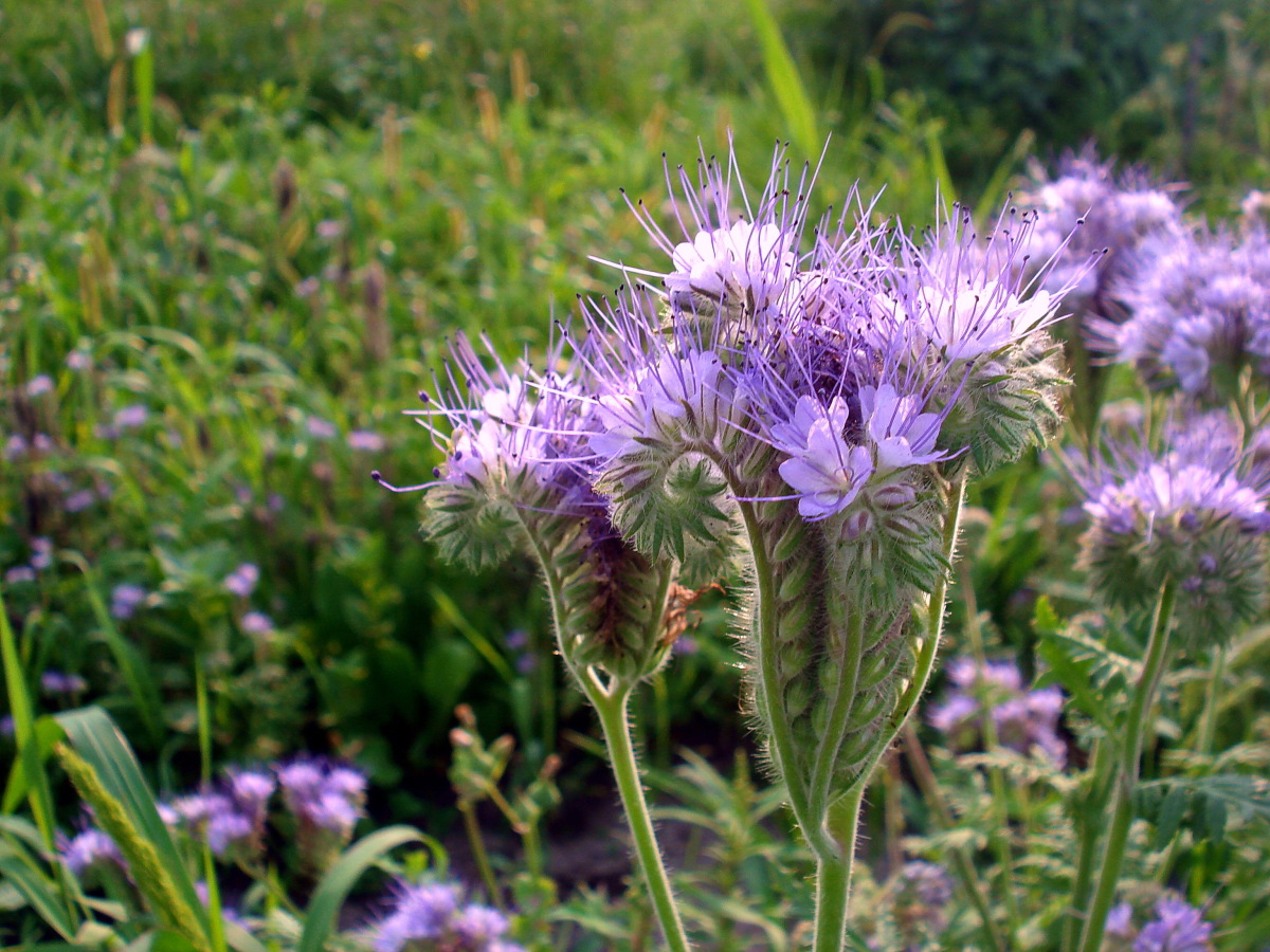 Phacelia siderat: quand et comment semer un engrais vert