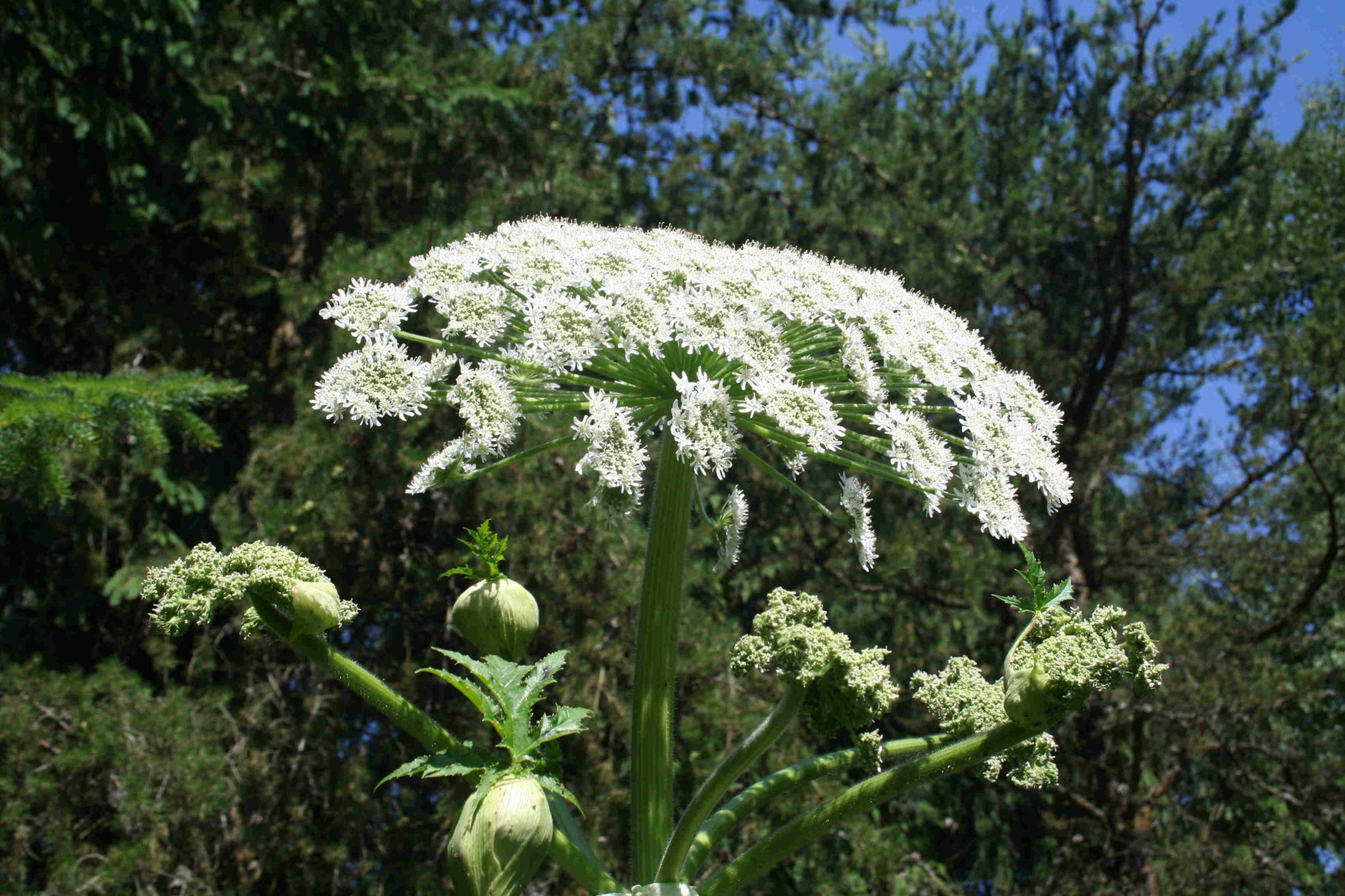 Nuodingas augalas latvis: aprašymas, aprašymas, kaip atsikratyti
