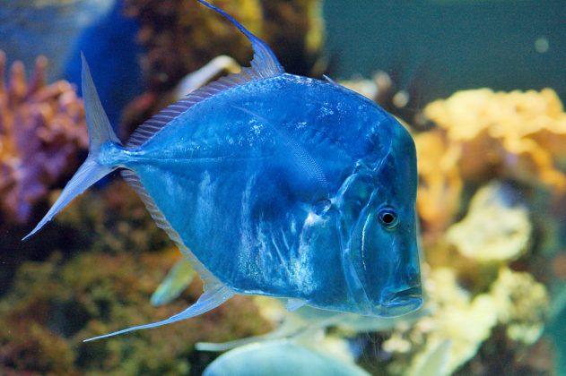 Balık Womer - 5 yemek tarifleri