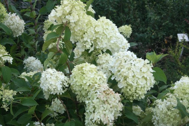 Hydrangea Polar Bear (Polar Bear): variety description, planting and care