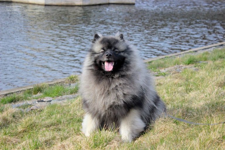 Grote spits (Grosspitz, Keeshond): beschrijving van variëteiten van het ...