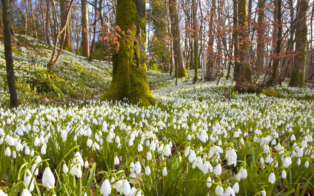 Kung saan lumalaki ang mga snowdrops: kung saan matatagpuan ang mga unang bulaklak ng tagsibol