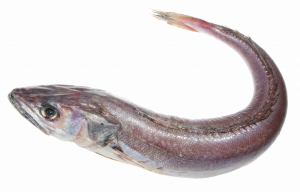 Poisson Hoki (Macroronus) - 5 recettes de cuisine délicieuses