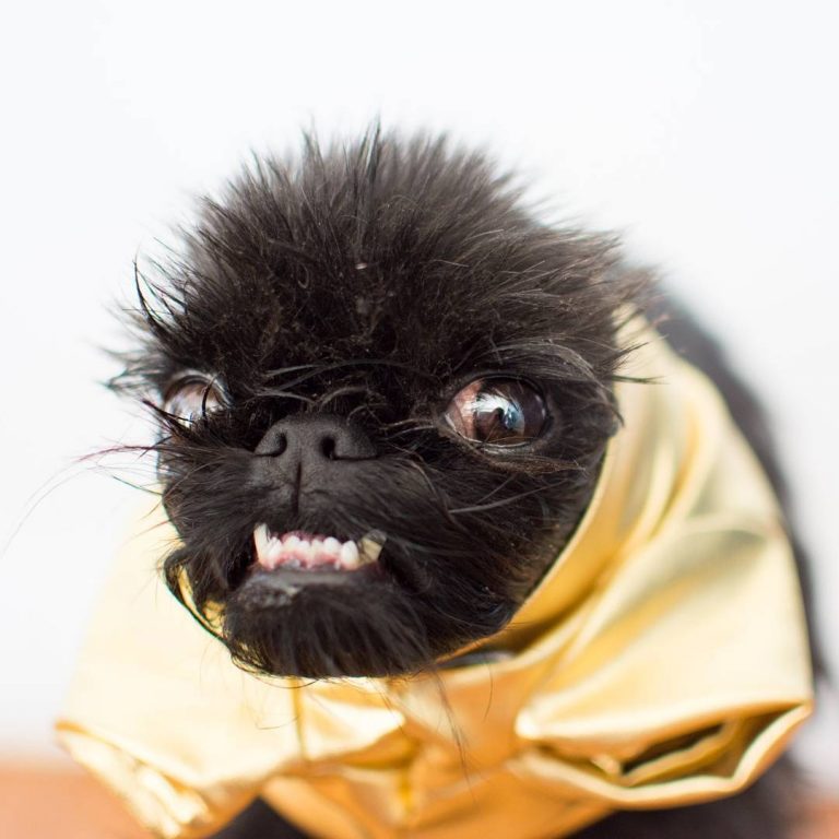 Αυτά τα δύο σκυλιά είναι τόσο άσχημα όσο είναι γοητευτικά.