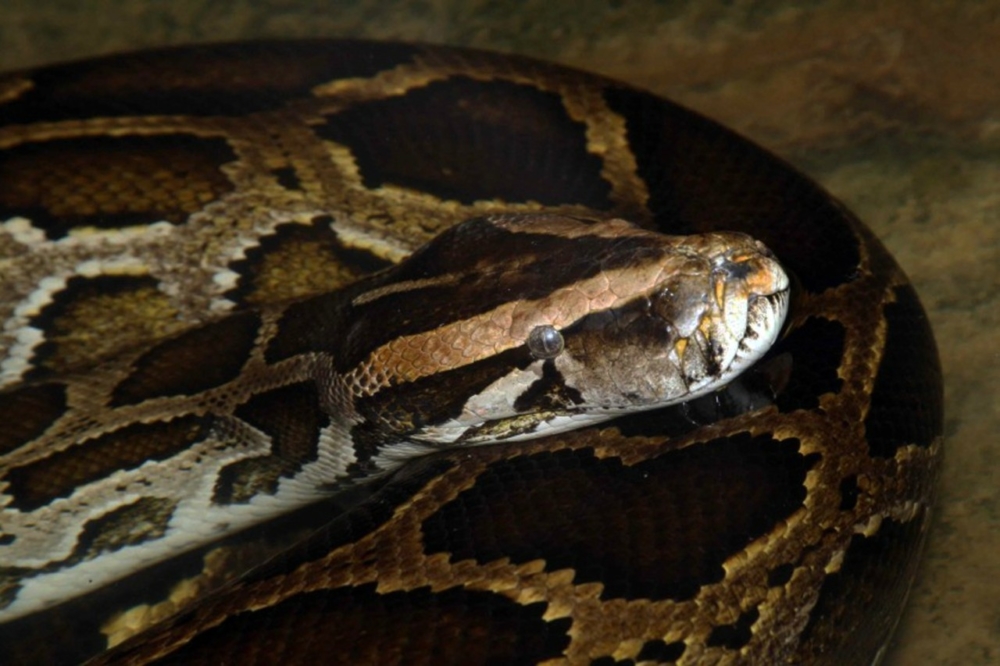 Tiger python: längd och vikt, hur det ser ut, innehållet i en stor orm ...